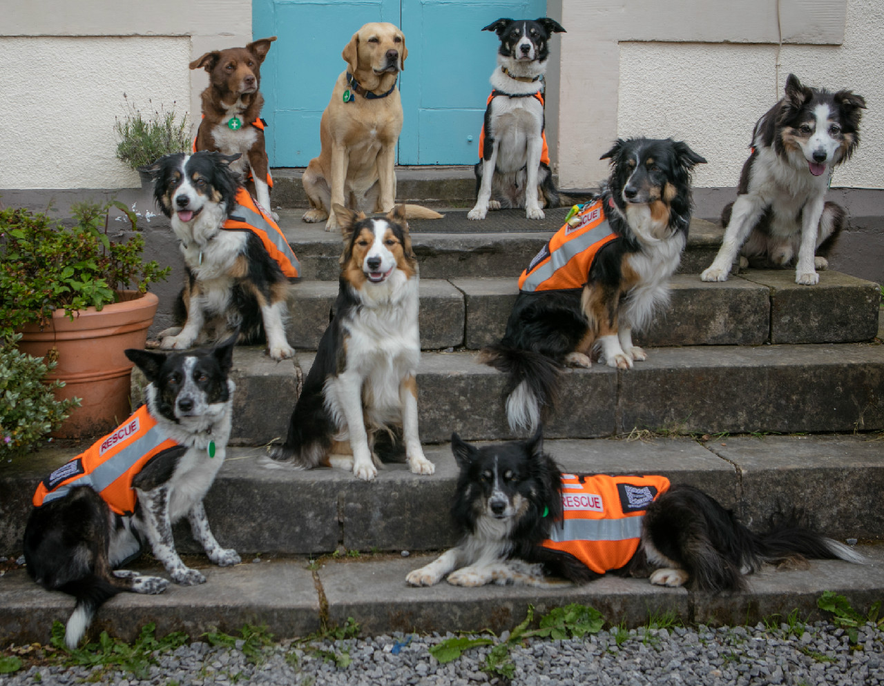 Lake District Mountain Rescue Search Dogs – Lake District Mountain Rescue Search Dogs