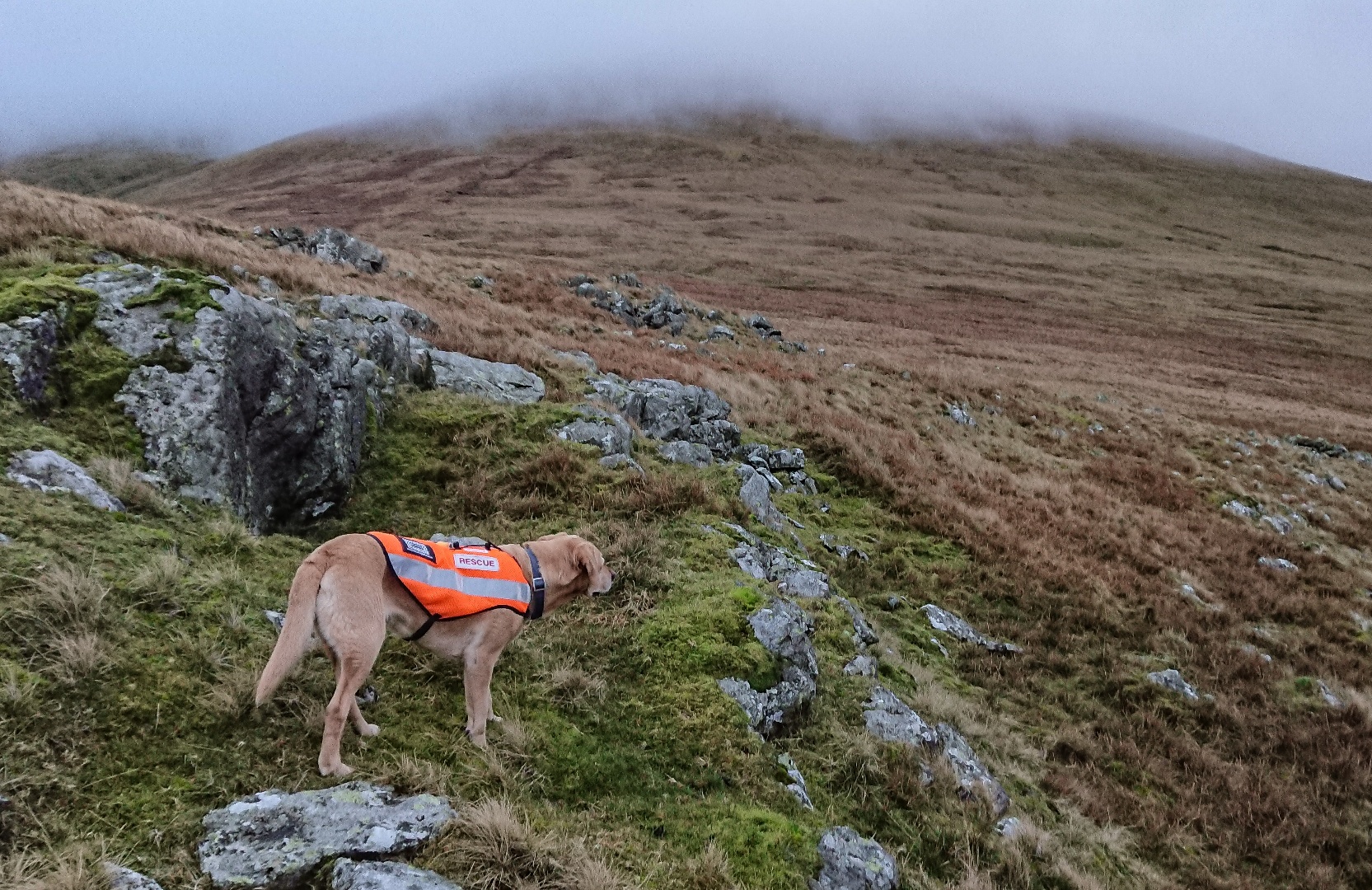 Lake District Mountain Rescue Search Dogs – Lake District Mountain Rescue Search Dogs