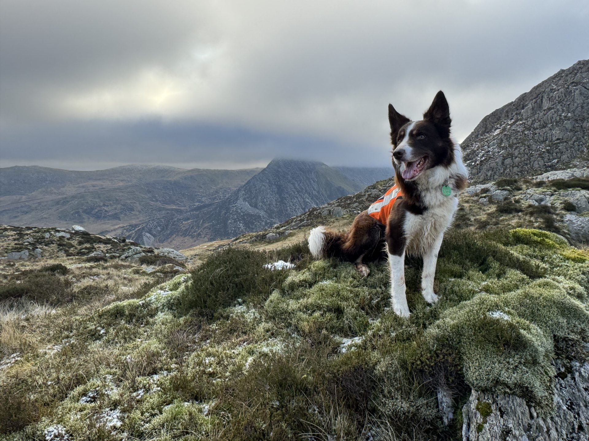 Home - Lake District Mountain Rescue Search Dogs
